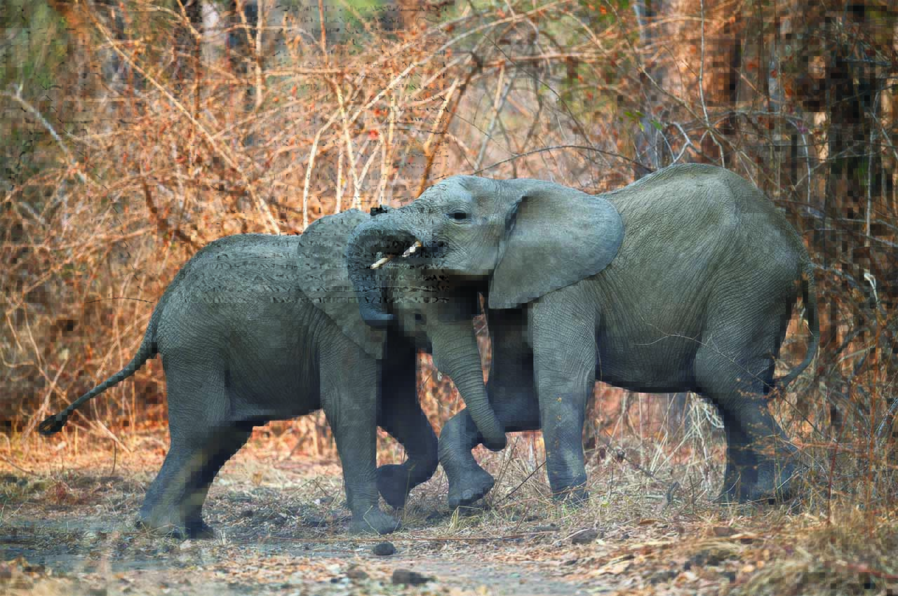 Home - RockLion Safari